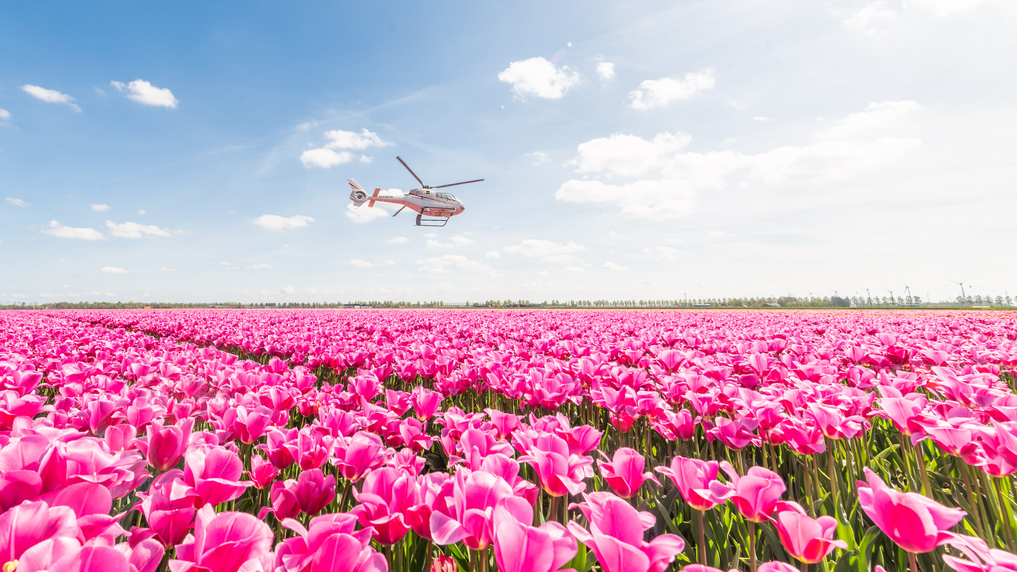 Helikopterflug über den Tulpen – Tulpenfestival